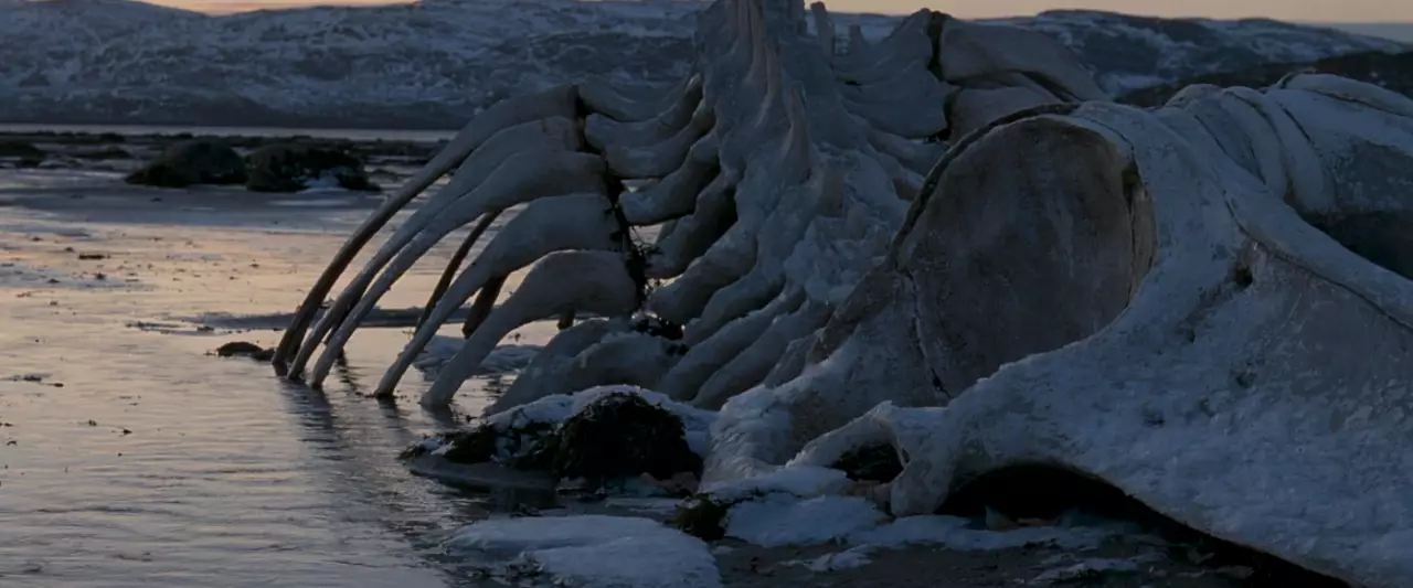 Filming Location of Leviathan - Whale skeleton